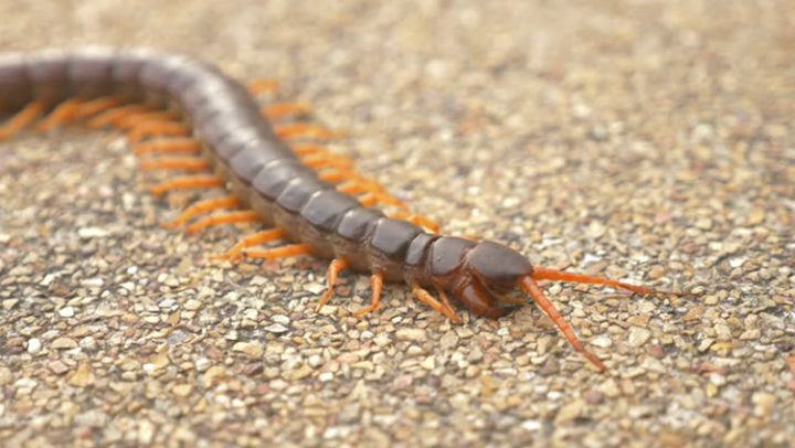 3 Signs Of Centipede Infestation In Your Home